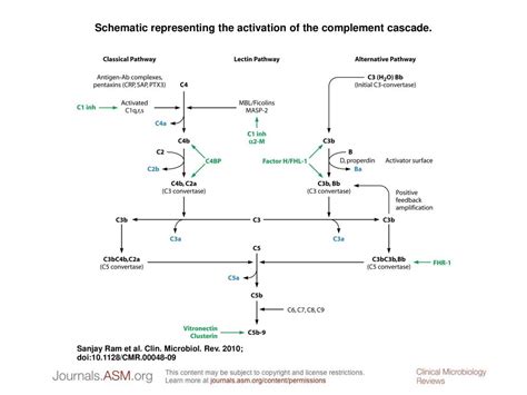 Schematic Representing The Activation Of The Complement Cascade Ppt Download