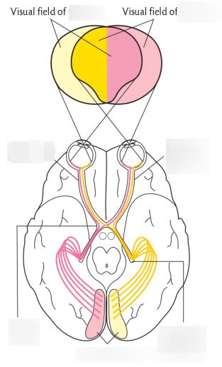Visual Field Diagram Quizlet