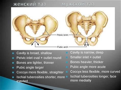 Клиническая анатомия таза презентация онлайн