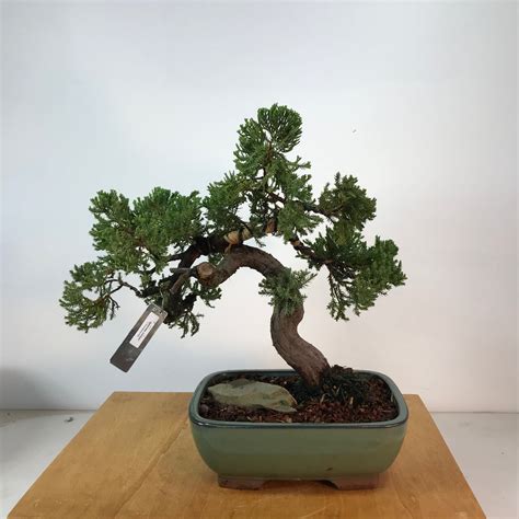 Japanese Juniper Bonsai J Procumbens Nana Allshapes Bonsai