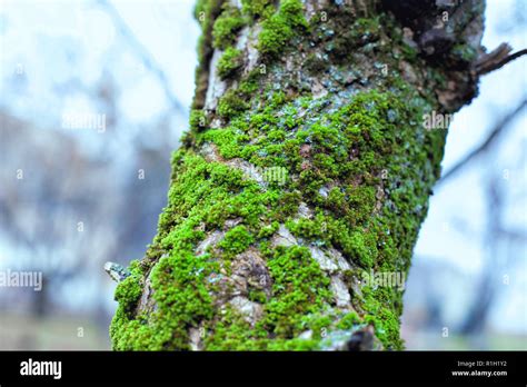 old tree trunk with moss overgrown with shallow depth of field stock