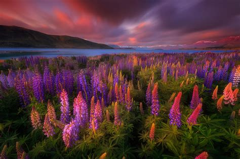 Download Flower New Zealand Nature Lupine Hd Wallpaper