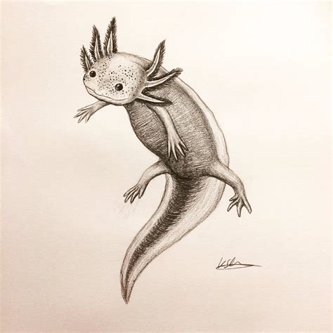 Axolotl Drawing Easy Cute At Dora Self Blog