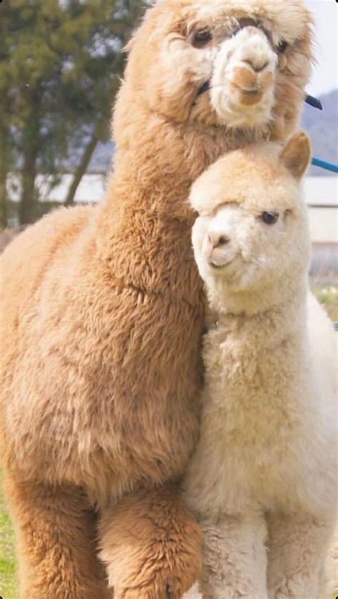 Alpaca Cute