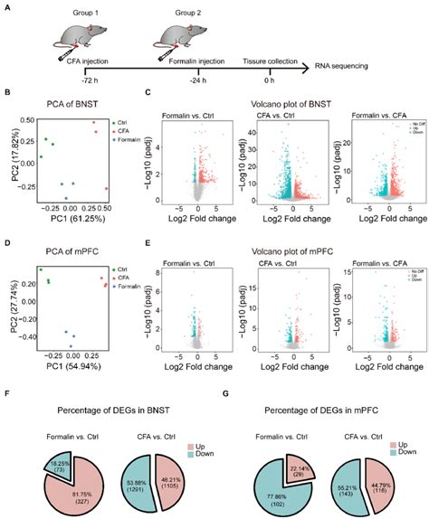 Distinct Transcriptomic Features Of The Bnst And Prelimbic Mpfc In The