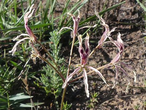 Pelargonium D H International Geraniaceae Group