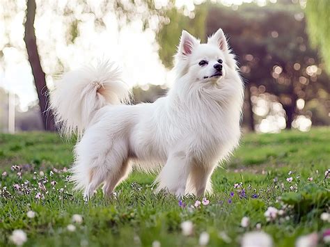 Spitz Japonais Le Chien De Compagnie Joyeux Loyal Et Duveteux