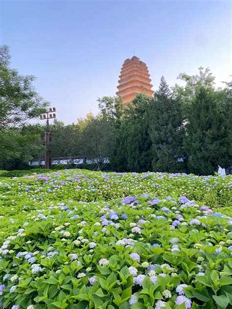 犀唯く～～～ん정유 On Twitter Rt Visitshaanxikr 멀리서 보면 소안탑과 함께 수국꽃이 모여 있습니다 가까이 다가가면 분홍색 파란색