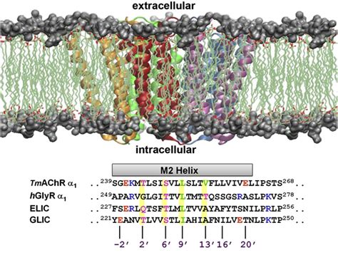 Figure 1 From Ion Selectivity Mechanism In A Bacterial Pentameric