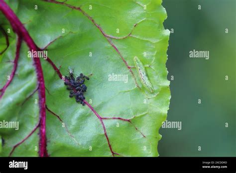 Tiny Parasitoid Wasp That Use Aphids As Their Hosts Aphidiidae