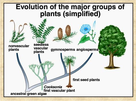 Ppt Land Plants Fall Into Two Major Groups Powerpoint Presentation Free Download Id 5430968