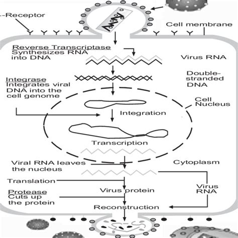 Scheme Of Virus Replication 4 Download Scientific Diagram