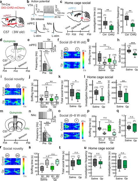 Da Over Transmission In The Mpfc During Adolescence Mediates Download Scientific Diagram