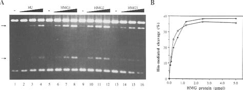 Hmgb2 Gene Semantic Scholar