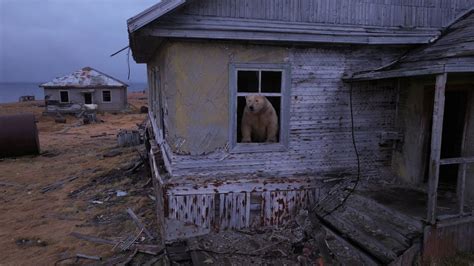 Polar Bears Take Over Abandoned Research Station In Russian Arctic