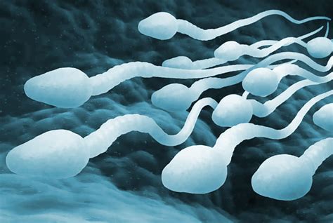 Y Chromosome Microdeletion Test First Genomix