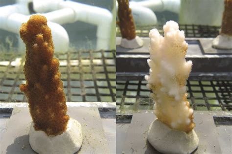 Corals And Symbiotic Algae Thrive Despite Heating Offering Hope For