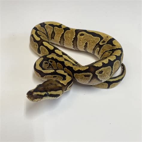 Fire Royal Python Female Planted Terraria Exotics