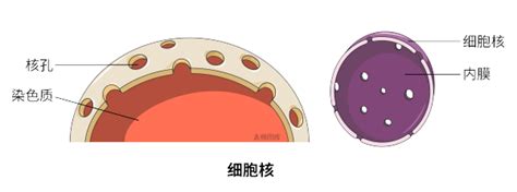细胞核（ 标注版） 医学插画