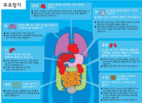 인체 내장기관 소개 및 살펴보기