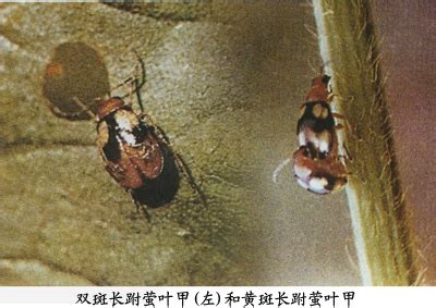 双斑长跗萤叶甲图册 360百科