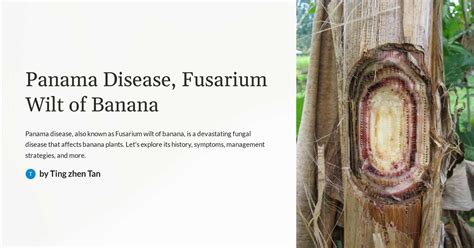 Panama Disease Fusarium Wilt Of Banana