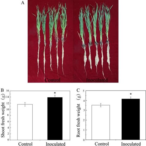 Effect Of Bacillus Sp Wp 6 Inoculation On The Growth Of Wheat Seedling Download Scientific