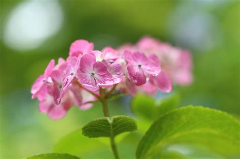 壁纸 ngc npc 雨滴 绣球花 雨季 粉红色的花 5760x3840 941736 电脑桌面壁纸