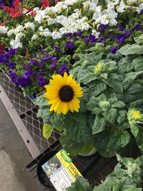 Poetry And Qutoes By Miranda Chipman Dellinger Home