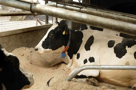 Automatic Lameness Detection At The Touch Of A Button Dairy Global