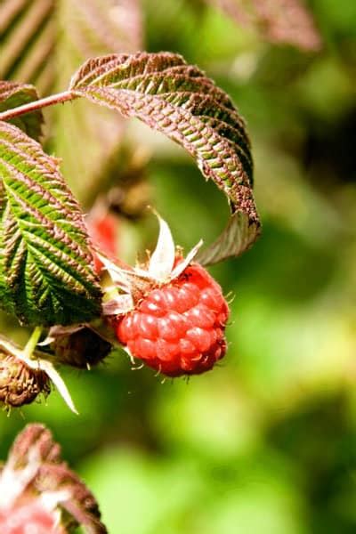 2 Methods How To Propagate Raspberries — The Best Guide