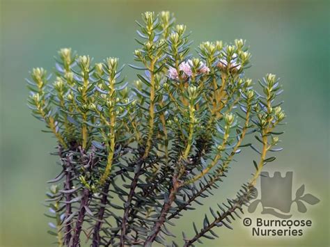 Ozothamnus From Burncoose Nurseries