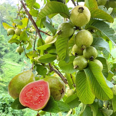 Pink Guava Tree Live Plant Live Guava Trees Plant Guava