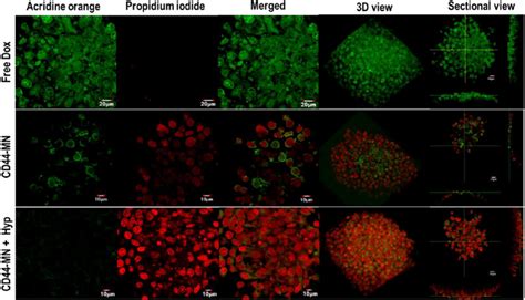 Dna Apoptosis And Fragmentation Of Clusters Post Treatment In 2d 3d Download Scientific
