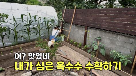 ㆍ내가 만든 작은 텃밭이에요 Youtube