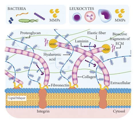 Ecm Degradation Products The Interaction Of Bacteria And Immune Cells Download Scientific