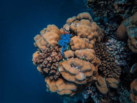 깊은 바다 바다 바다 경치 바다 생물 블루 산호 산호 폴립 산호초 산호초 보존 생물 다양성 생생한 색상 생태 서식지 소금물 수생 수생 생물 수중