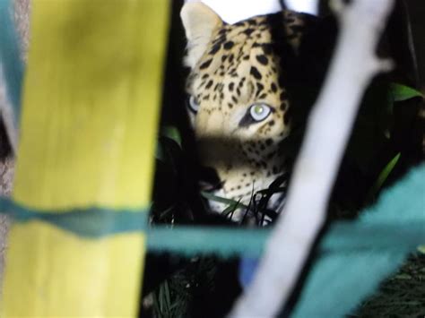 Amid Increase In Attacks On Humans Nine Leopards Are Serving Life Imprisonment In Uttarakhand