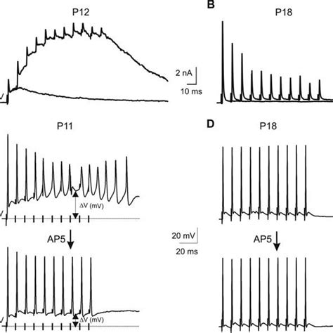 Developmental Downregulation Of Nmdars Improves The Fidelity Of Download Scientific Diagram