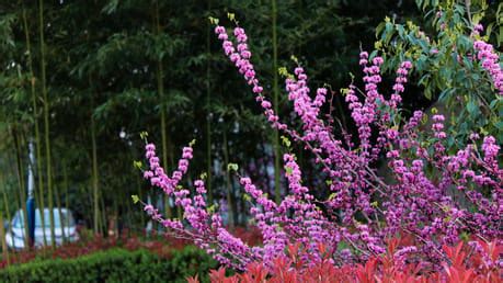 Red Purple Leaves Flowers And Trees Powerpoint Background For Free