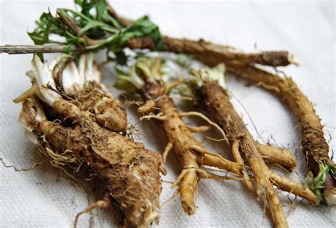 Chicory Coffee