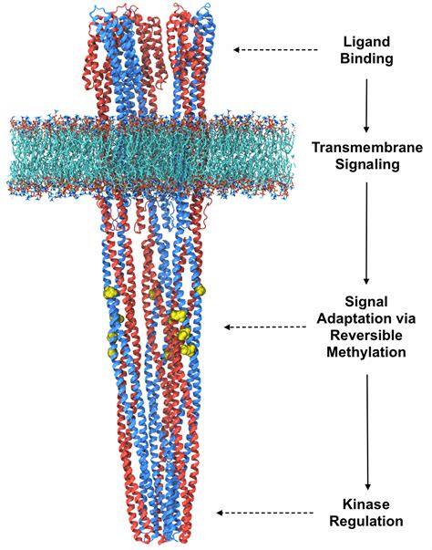 E Coli Chemotaxis The Baffling Intelligence Of A Single Cell