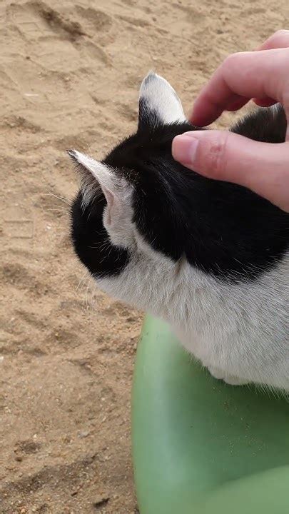 머리 쓰다듬는 것을 정말 좋아하는 고양이 Youtube