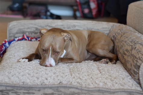 Anyone Elses Pibble Love Pushing Their Nose Into Soft Things And Sniffing Scrolller