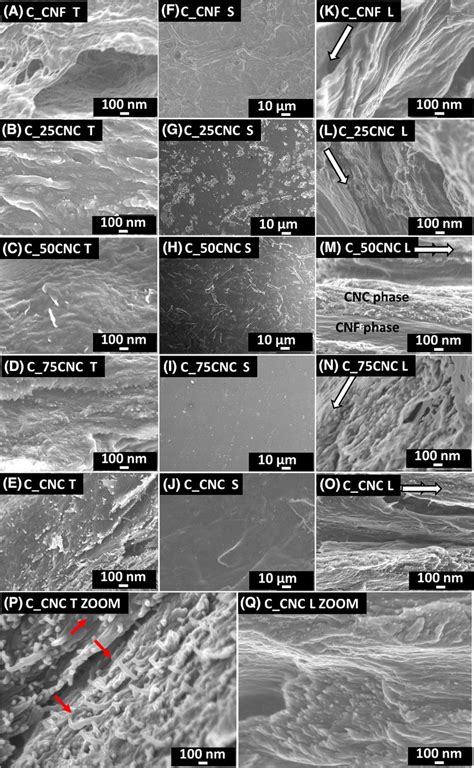 Fe Sem Micrographs Of Surface S Perpendicular T And Parallel L Download Scientific