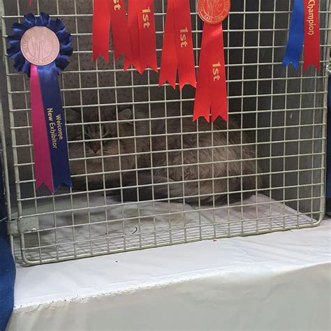 Gallery Lazuli Siberian Cattery