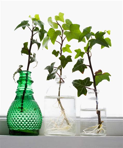 How To Propagate Ivy In Water For More Trailing Plants Homes And Gardens