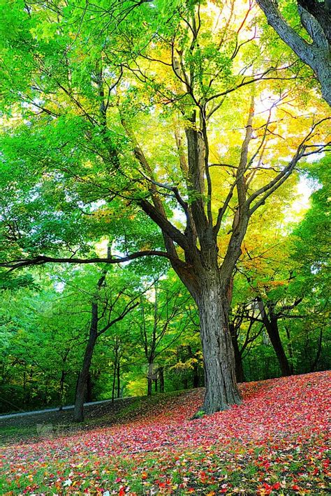 秋天的叶子素材 花瓣网