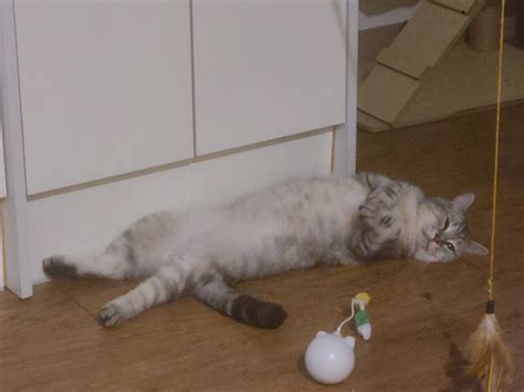 저희집 고양이 보고가세요 치지직 에펨코리아