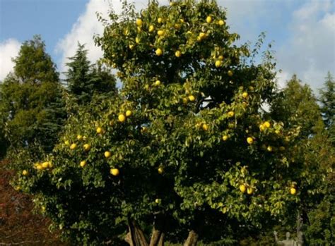 모과나무 꿈 해몽의 6가지 의미 나오는 보는 열매 맺는 모과를 따는 줍는 캐는 먹는 죽는 죽이는 꽃이 피는 꿈 지식 코리아